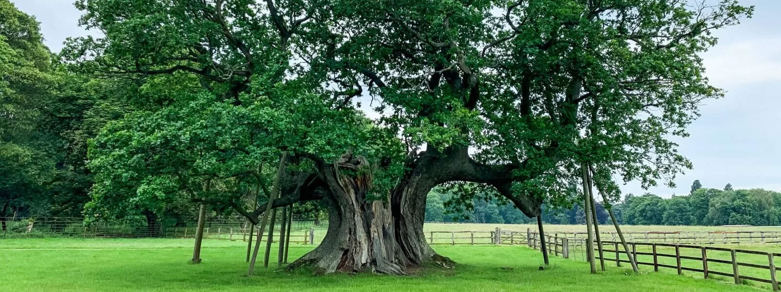 10 Remarkable Facts About British Oak | Gaze Burvill
